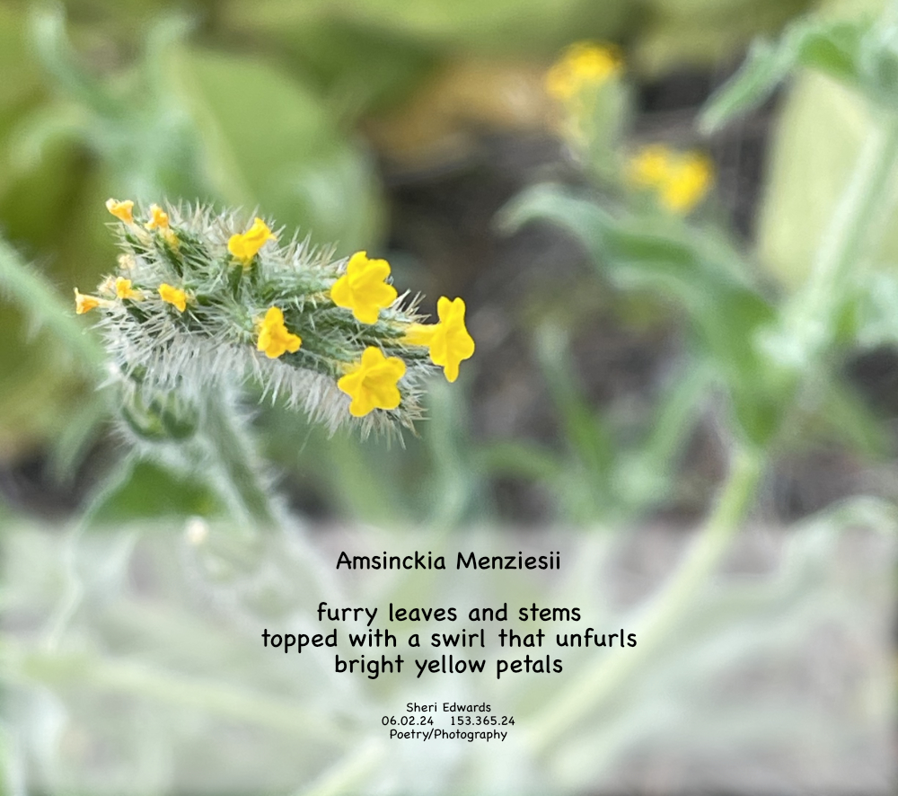 Amsinckia menziesii – I wonder, if I draw a line…