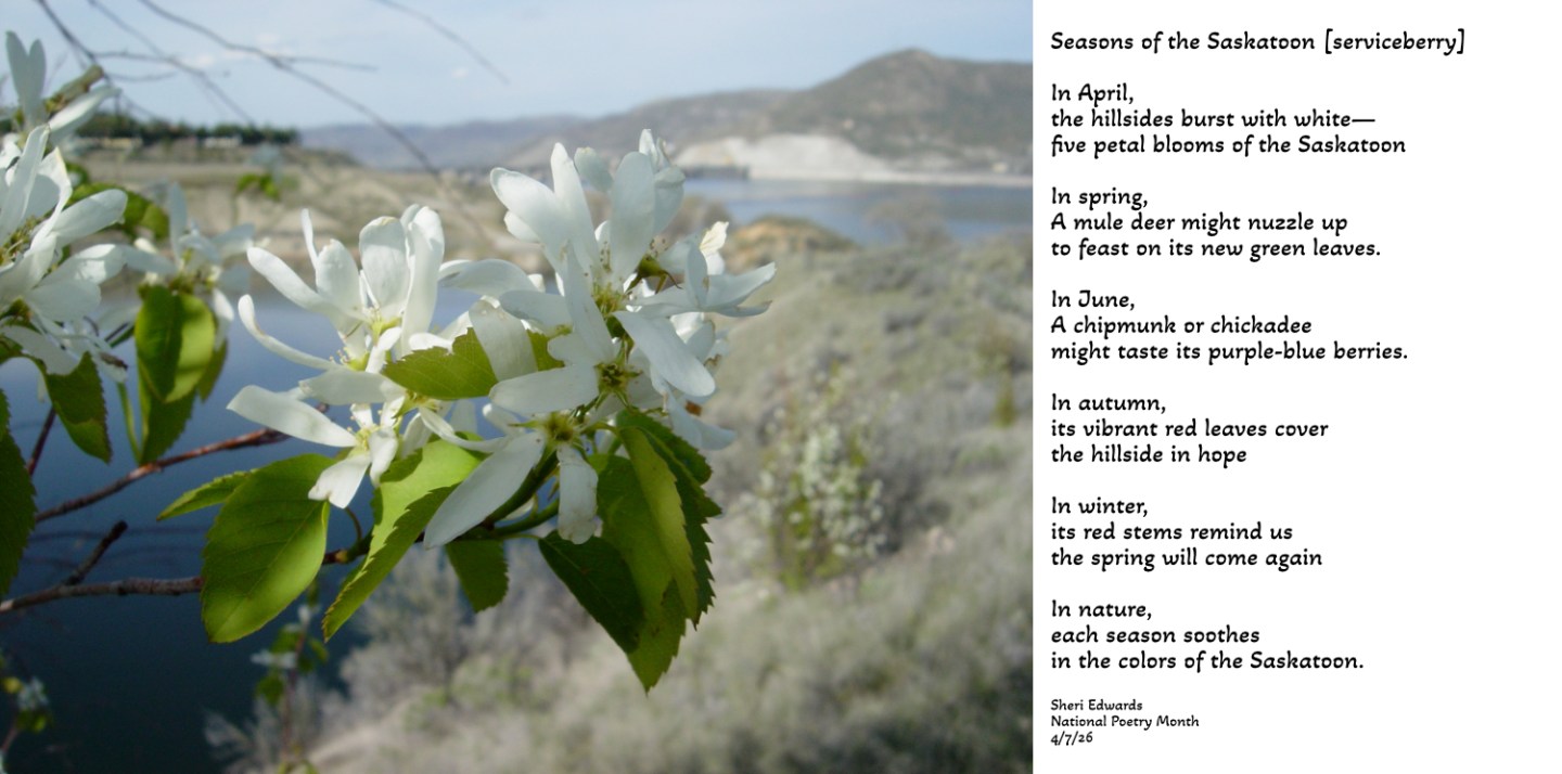 NaPoWriMo Seasons of the Saskatoon – I wonder, if I draw a line…